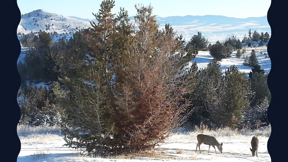 Postcard Magic - Linda Jo Reed